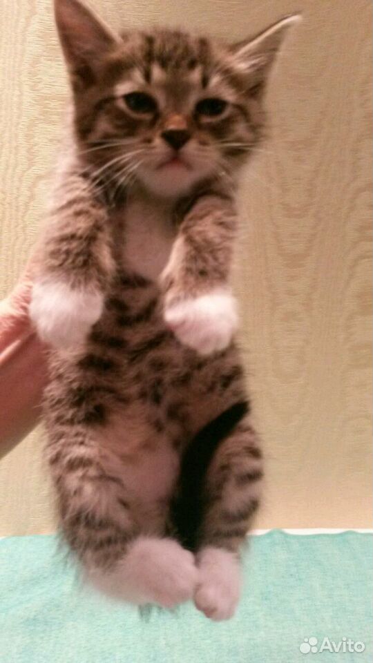 Плюшевые котята в хорошие руки