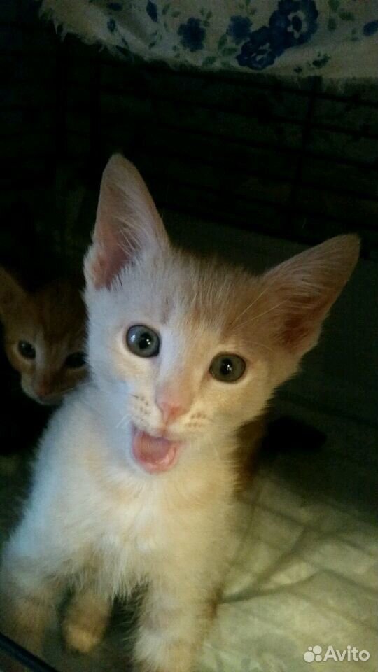 Рыжие 1.5 мес котята мальчики