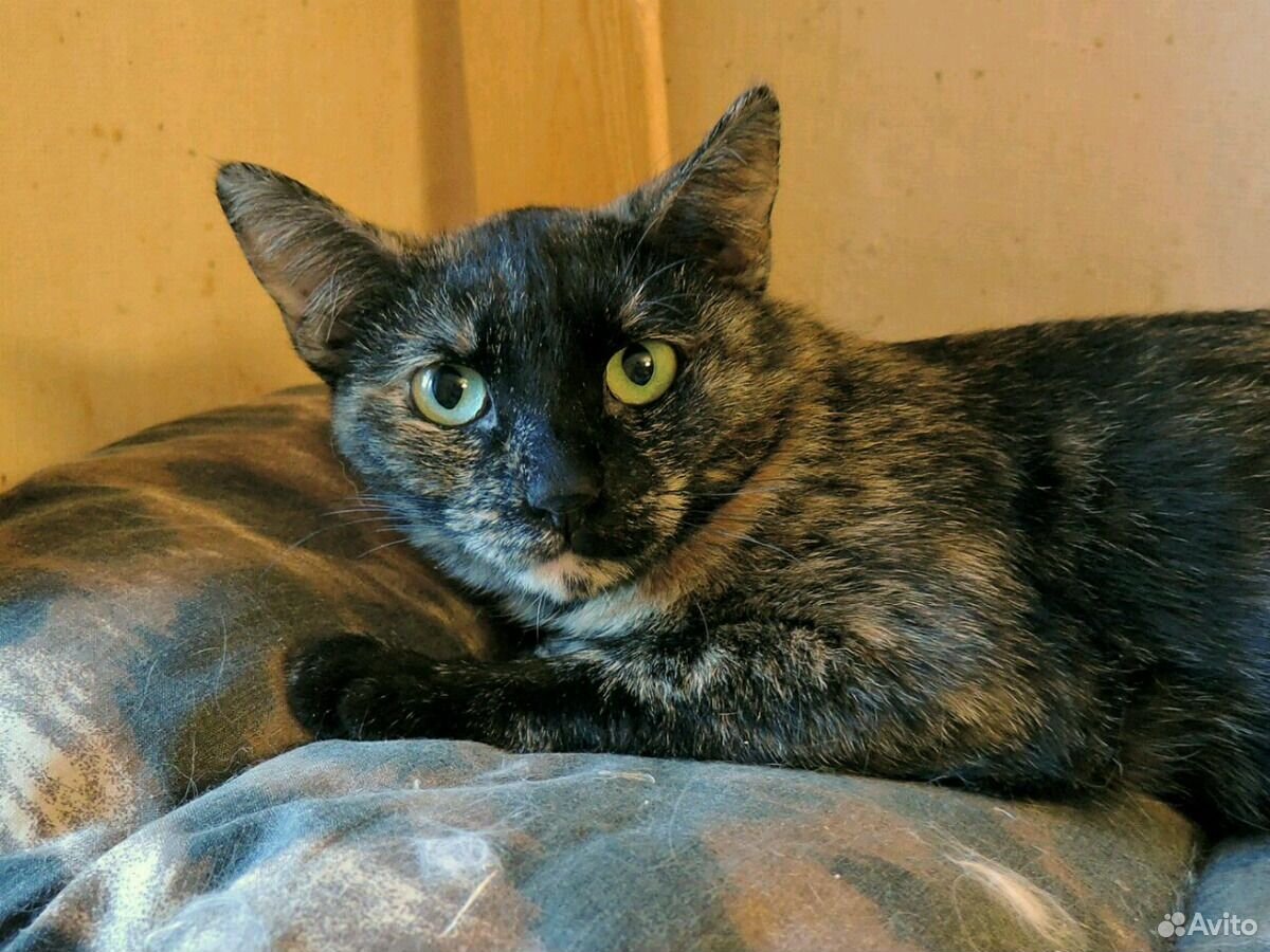 Черри (черепашка) 1 год