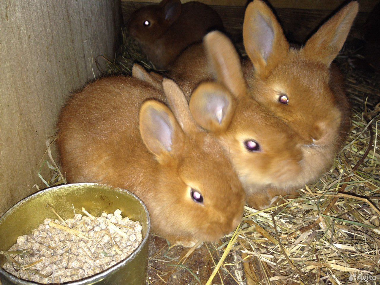 Новозеландский красный