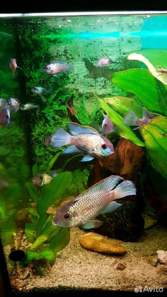 Наннакары обмен