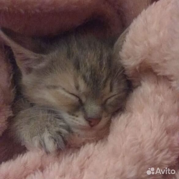 Котёнок девочка