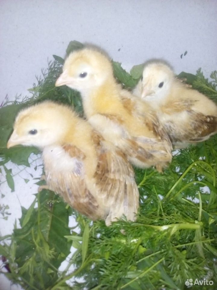 Цыплята Нью-Гемпшир