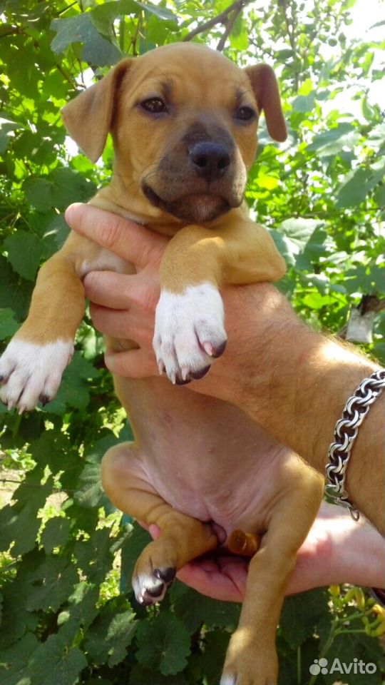 Последний щенок Стаф+Пит, от адекватных родителей