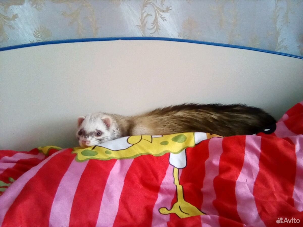 Отдам хорька только в добрые руки