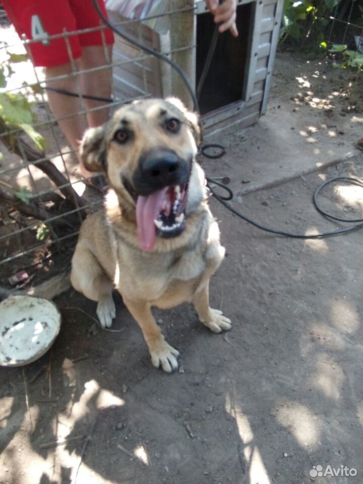 Подарю собаку