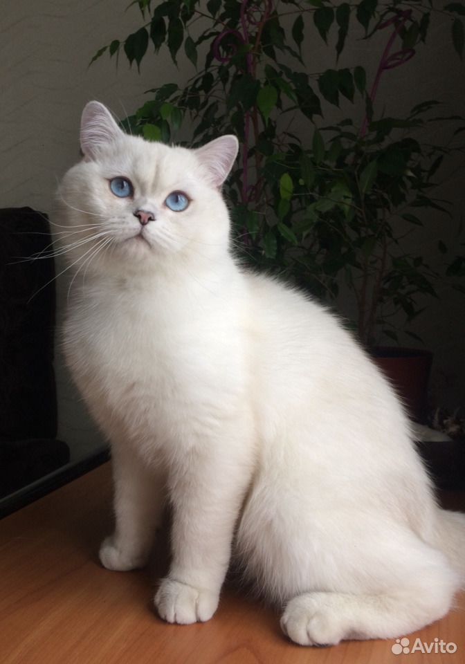 Британский молодой котик