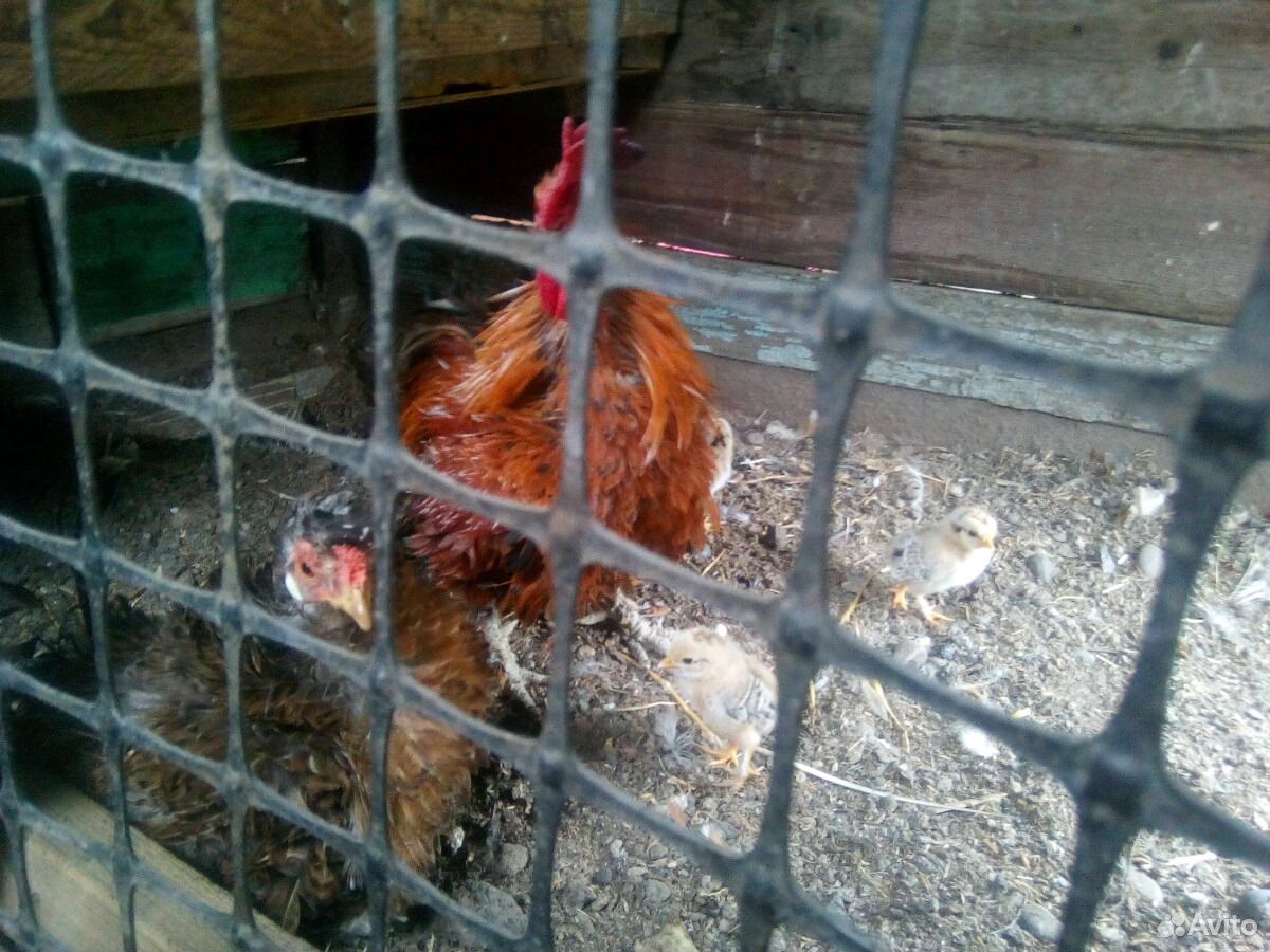 Декоративные куры и цыплята