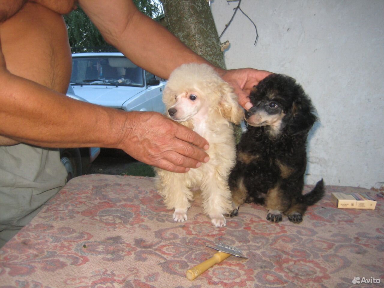 Пудель миниатюрный м