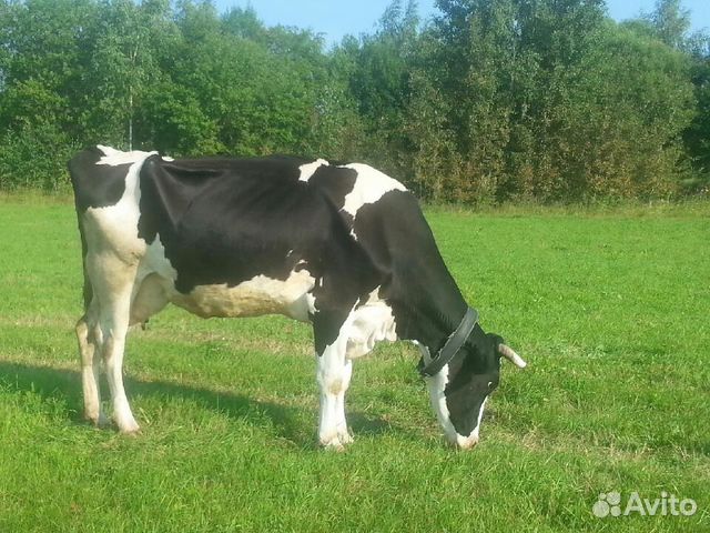 Продается корова Голштинской породы