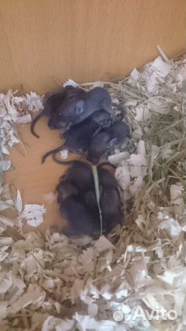 Продам бельчат дегу (чилийская белка)