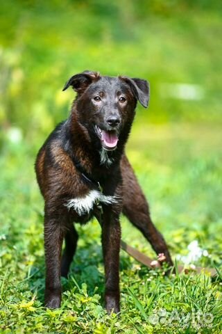 Джина - глаза бусинки-преданный друг в добрые руки