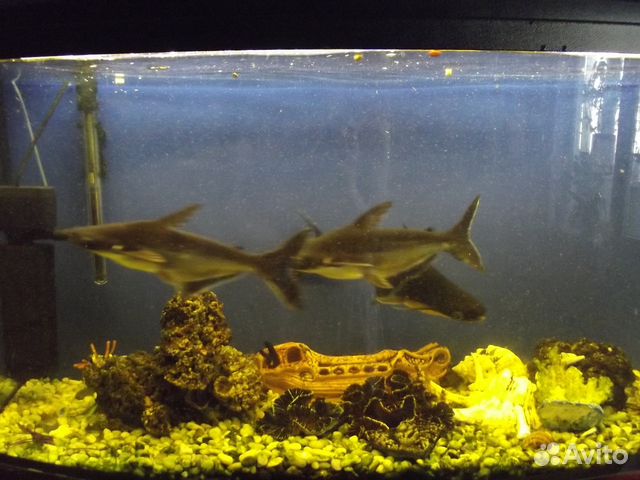 Пангасиус (Акулий сом). Размер XL