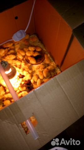 Перепела эстонцы и техасцы