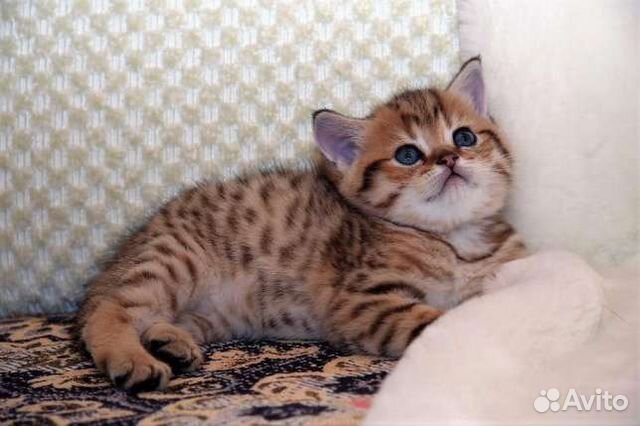 Золотые тигрята