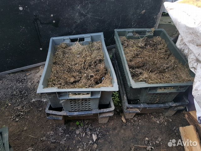 Компостные черви Старатель