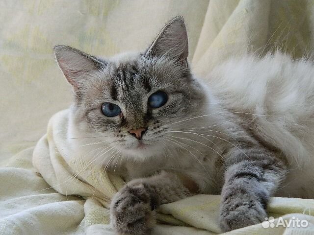 Полуслепая годовая Бася в дар