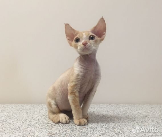 Котик Ушарик