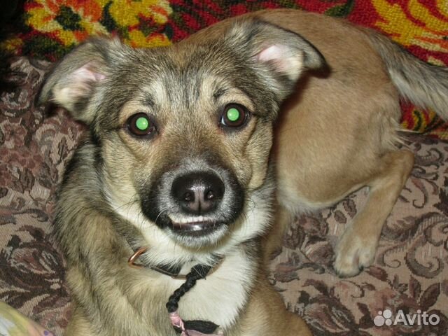 Взрослый кобель в Кронштадте