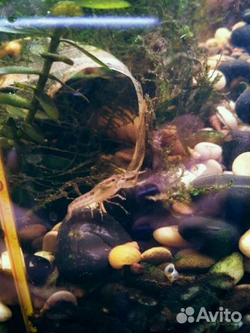 Мексиканский карликовый рак