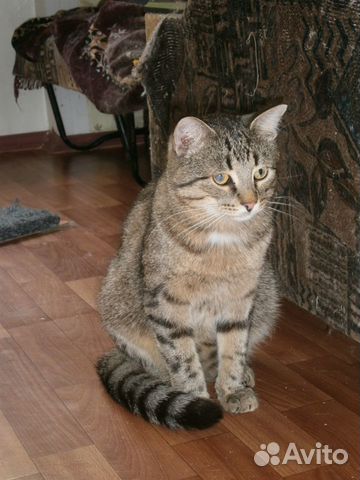 Компанейский котик ищет заботливого хозяина