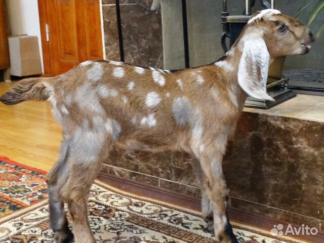 Англо-нубийская козочка