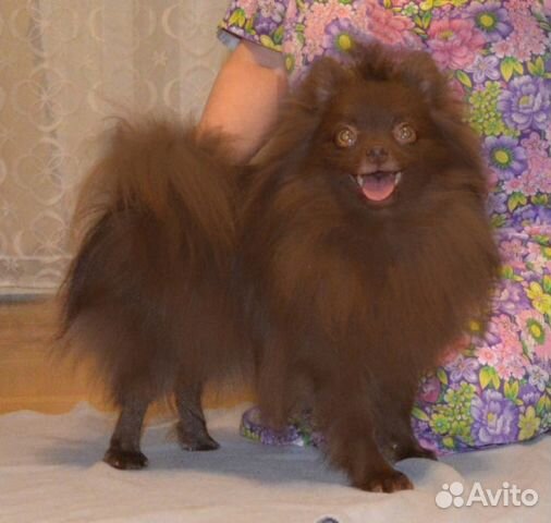 Готовенькая шоко девочка Шпиц