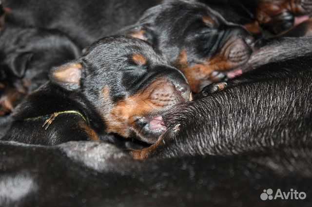 Добермашки