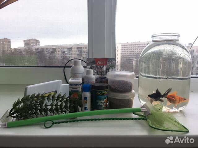 Золотые рыбки и весь комлект