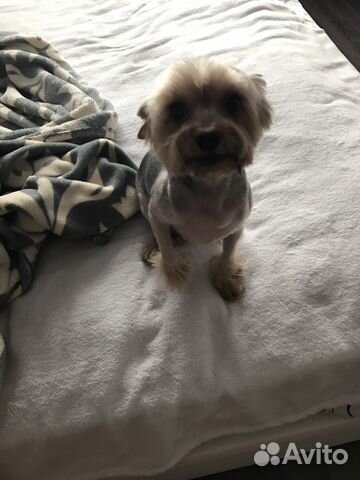 Йоркширский терьер