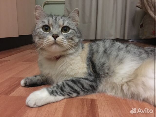 Отдам британскую кошечку