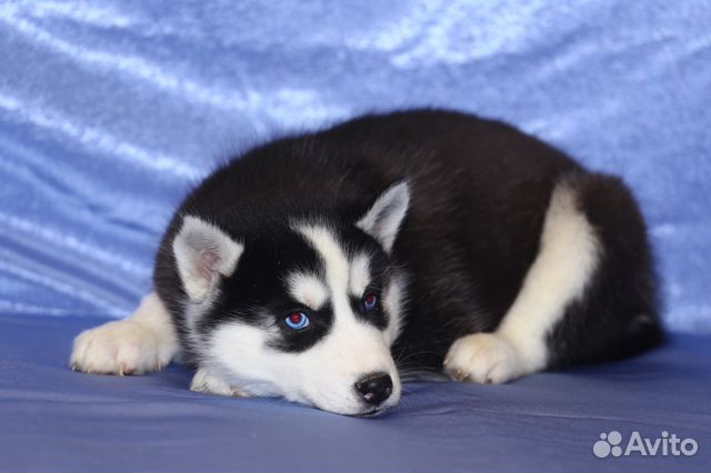 Голубоглазые хаски