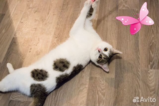 Кошки-крошки Элен и Амели