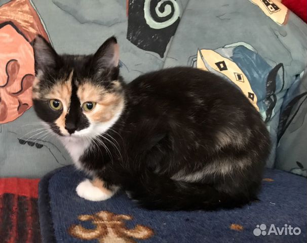 Ласковая кисуля ищет дом