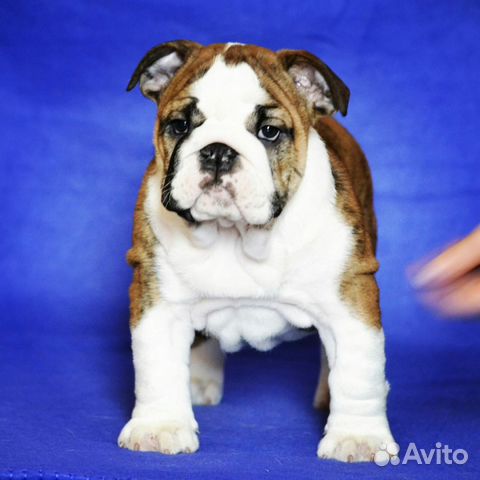 Тигровая куколка