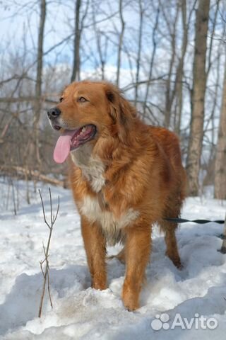 Огромный рыжий пёс