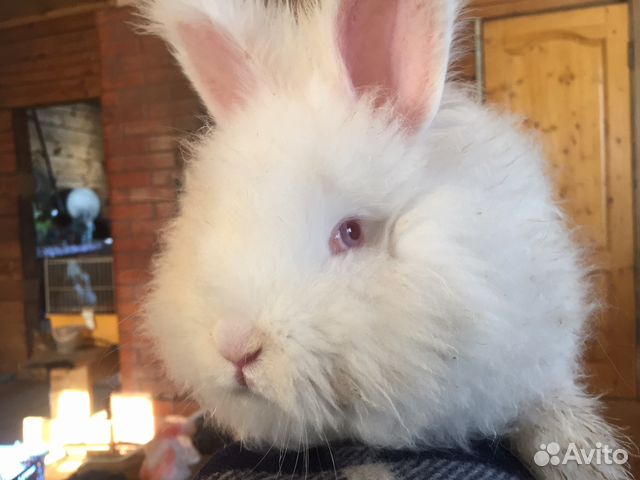 Ангорский пуховый кролик