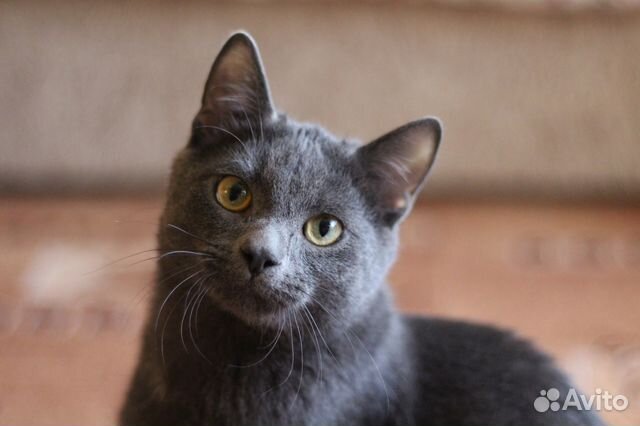 Красавчик Орфей породы русская голубая