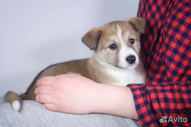 Щенок девочка Жужа, 3,5 месяца