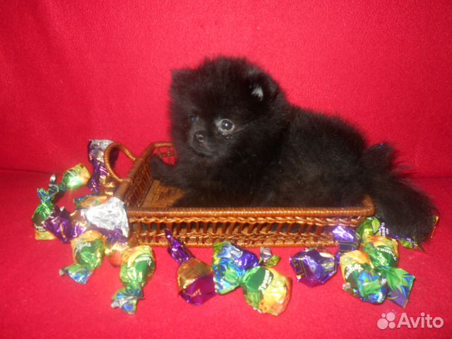 Пушистые колобки