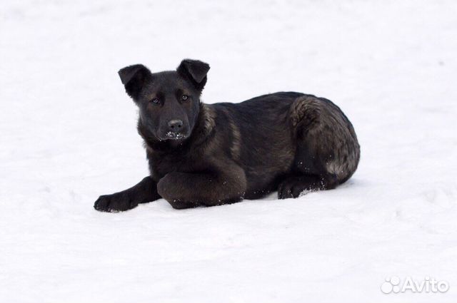 Домашнего щенка сдают в приют