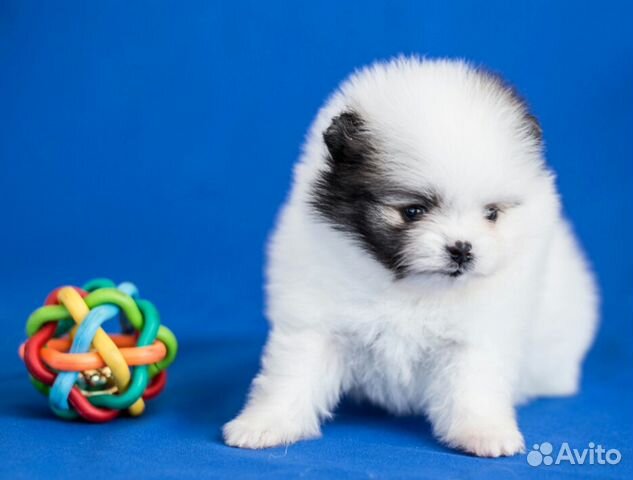 Девочка шпиц маркиза