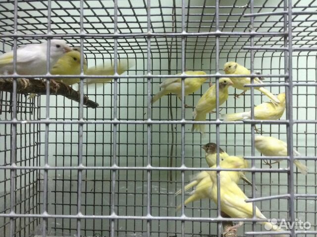 Канарейки певчие молодые