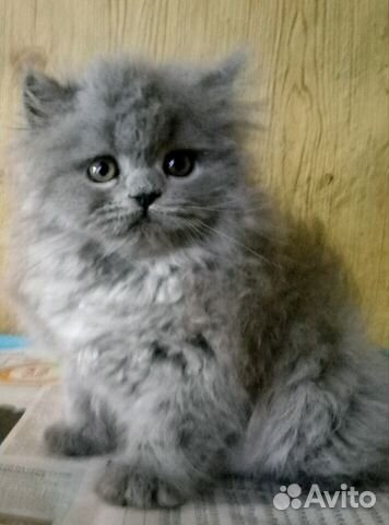 Персидские котята