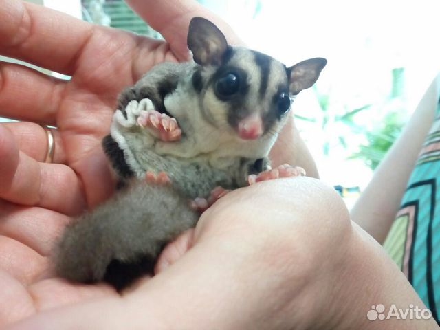 Продаю девочку бельченка Сахарного Поссума летяга)