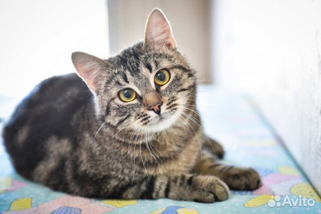 Замечательный котомальчик Знарок ищет дом