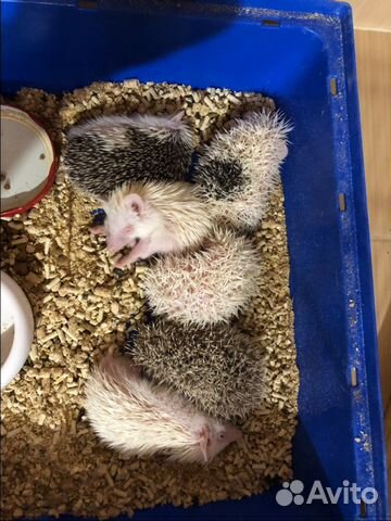 Карликовые африканские ежи (альбиносы)