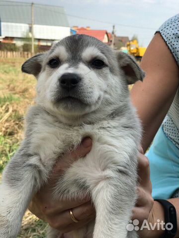 Метис хаски