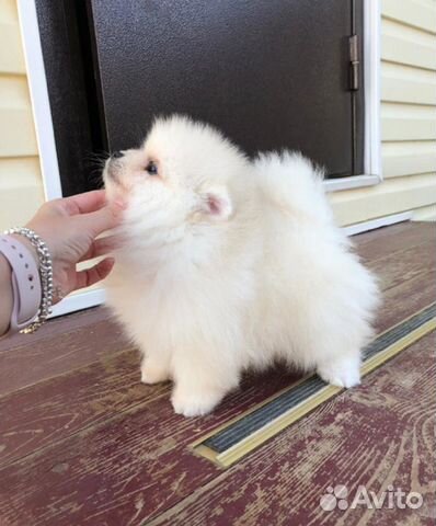 Шпиц, мальчик 03.03.2018