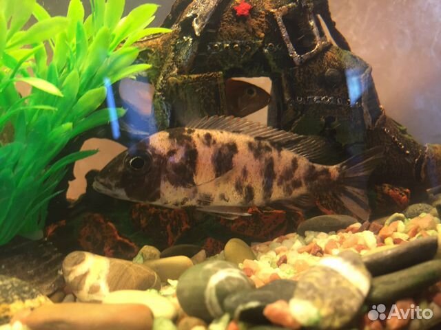 Цихлида «Каданго»